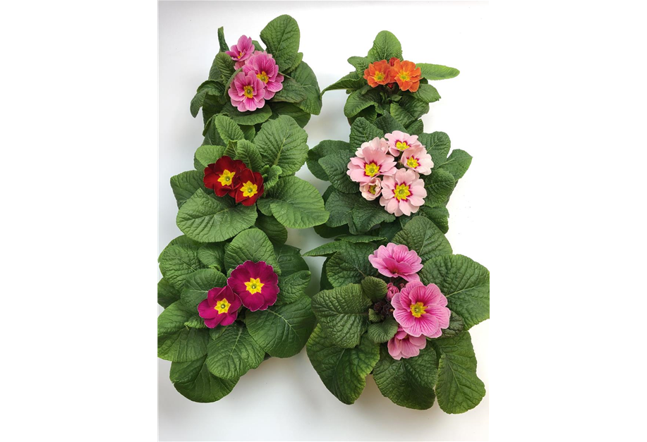 Primula acaulis T10, Primel